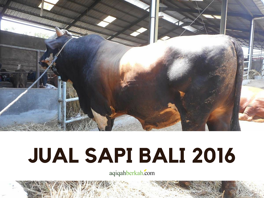 keidgi — Jual Sapi Bali 2016 - Aqiqah Peduli, Qurban...